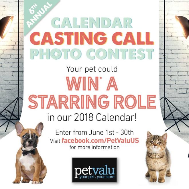 Pet Modeling, Online Auditions for Dogs, Cats and Pets on East Coast ...