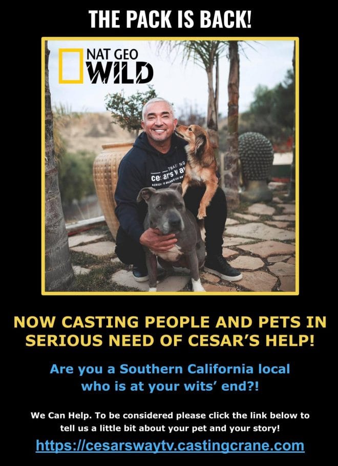 Casting People And Their Pets in Southern California for "Cesars Way"